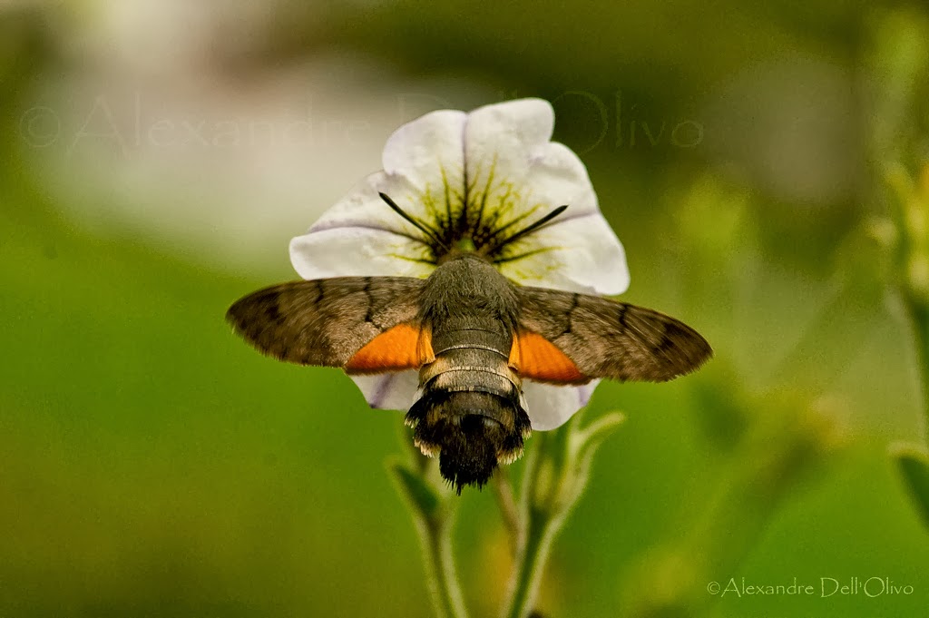 Species of UK: Week 30: Hummingbird Hawk-moth (‘Macroglossum stellatarum’)