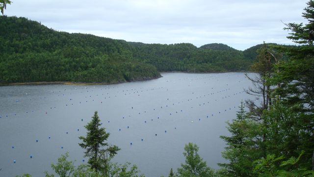 On the Road with Dean, Judy, and Chica: Triton, Newfoundland