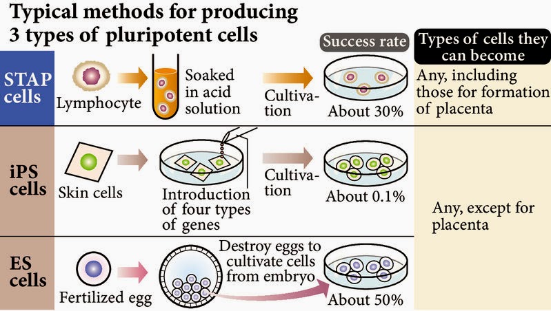 JEGEEK1: STAP (stimulus-triggered acquisition of pluripotency) cells