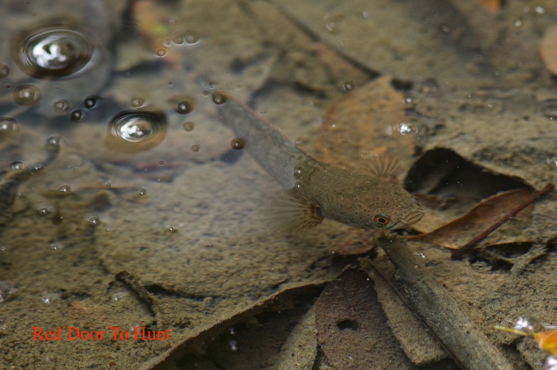 RED Door To Hunt: Sebahagian Spesies Ikan Paya Air Tawar Di Selangor