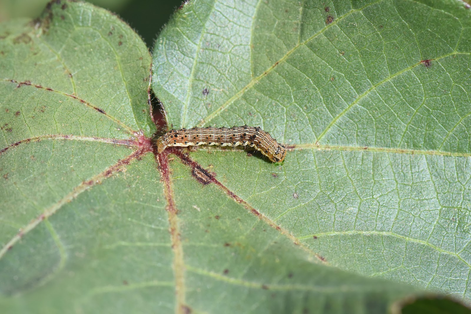 Plains Pest Bugosphere: Bollworm Pest Status and Results of the 2017 ...