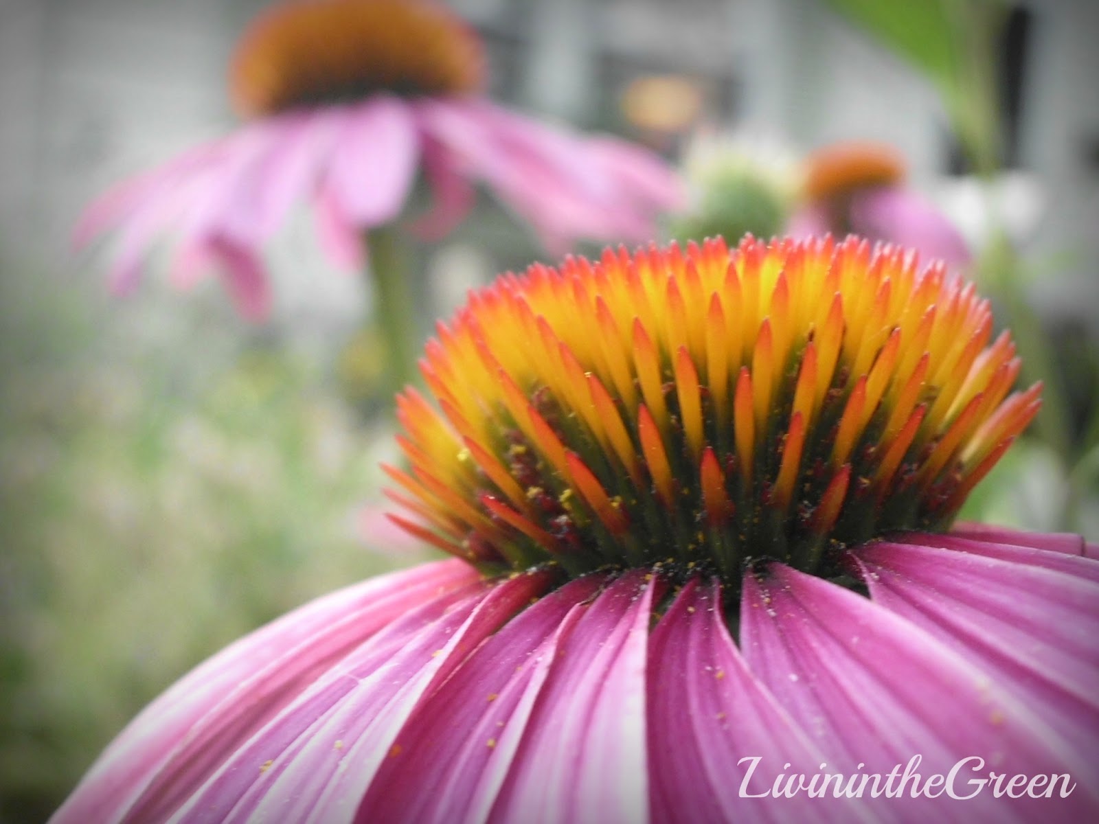 Livin' In The Green: Echinacea: 3 Reasons to Grow This Medicinal Flower