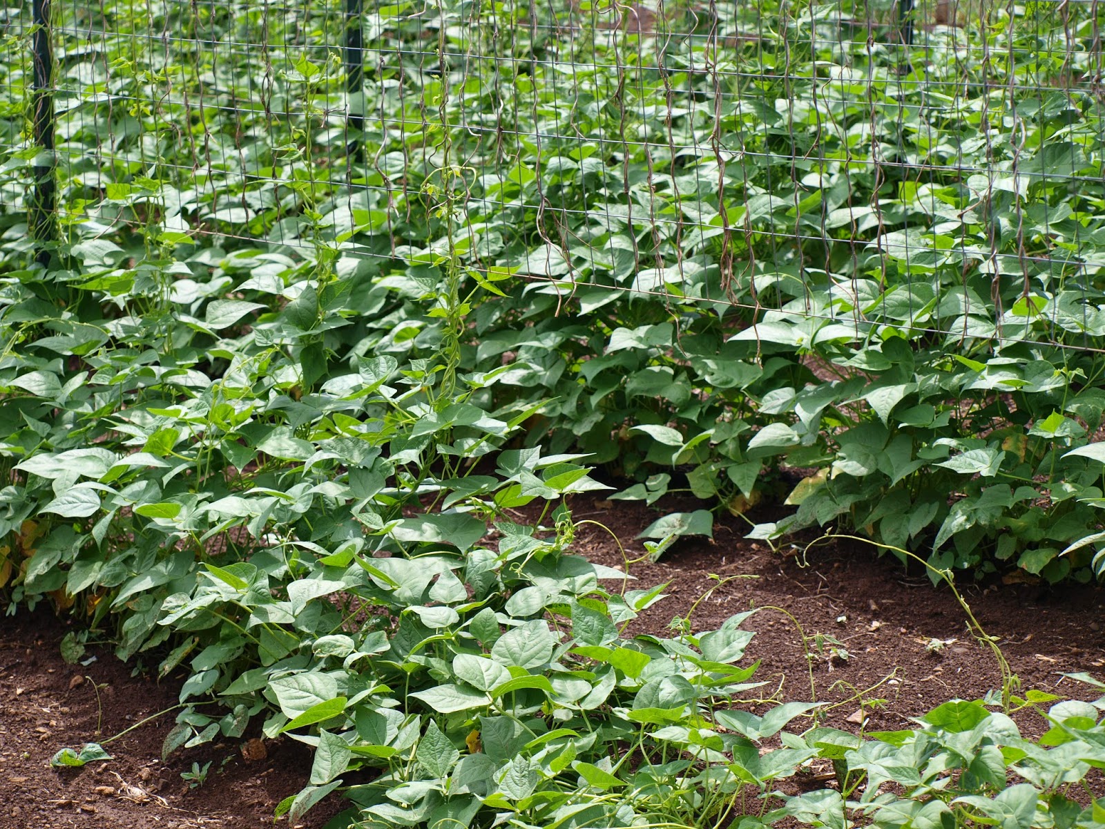 MagPie's Corner : How Does Your Garden Grow?