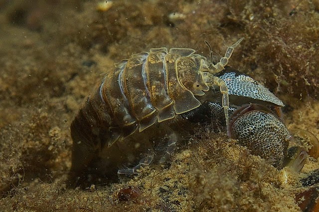NeuroDojo: Tuesday Crustie: Feast!