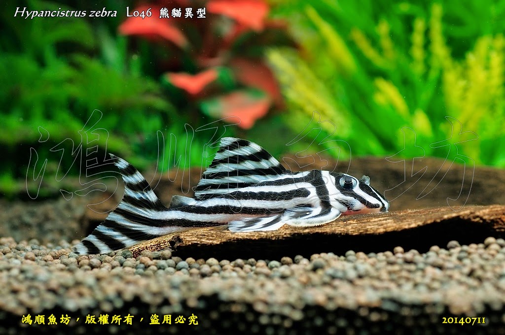 鴻順魚坊: Hypancistrus zebra L046 熊貓異型