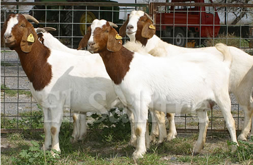 Consultoria Experta en negocios de Agricultura, Ganaderia y Forestales ...
