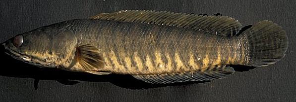 Bangladesh Development Studies: Freshwater Fish of Bangladesh