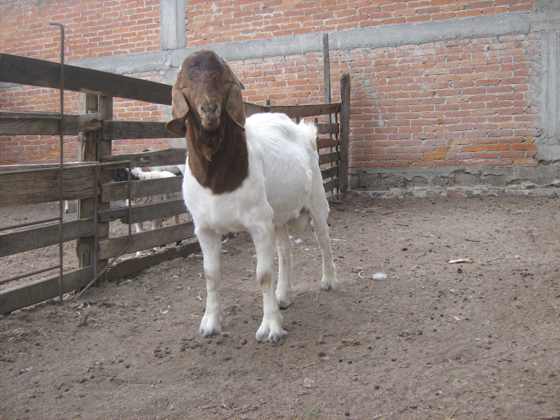 Criadero de Chivos Boer