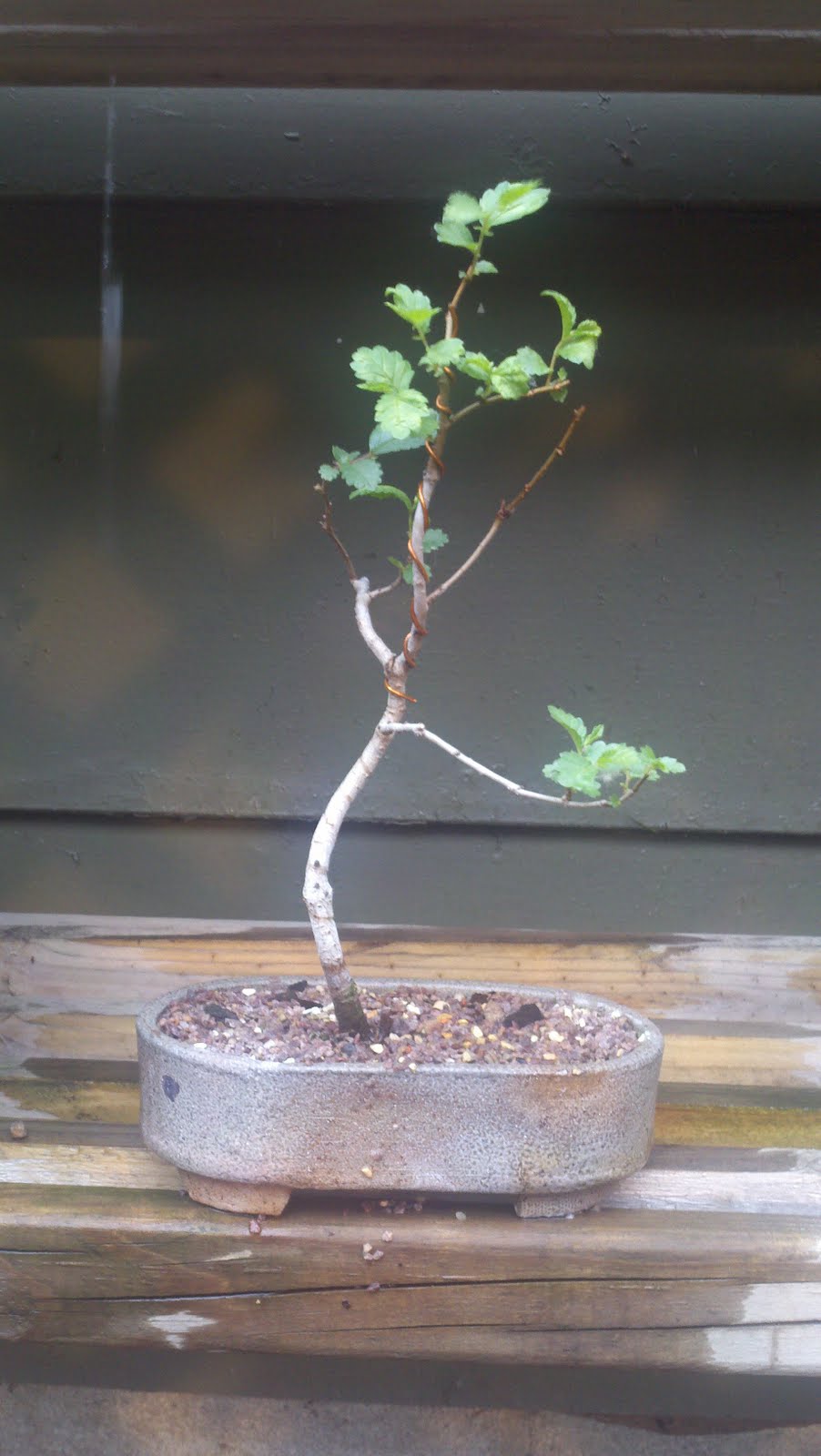 Bonsai from the wild — JJJaspersen Studios