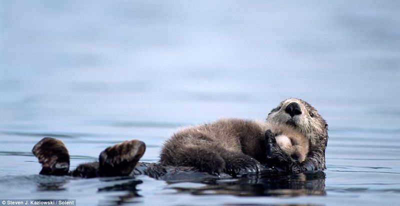 Sea Otter Conservation : Biology