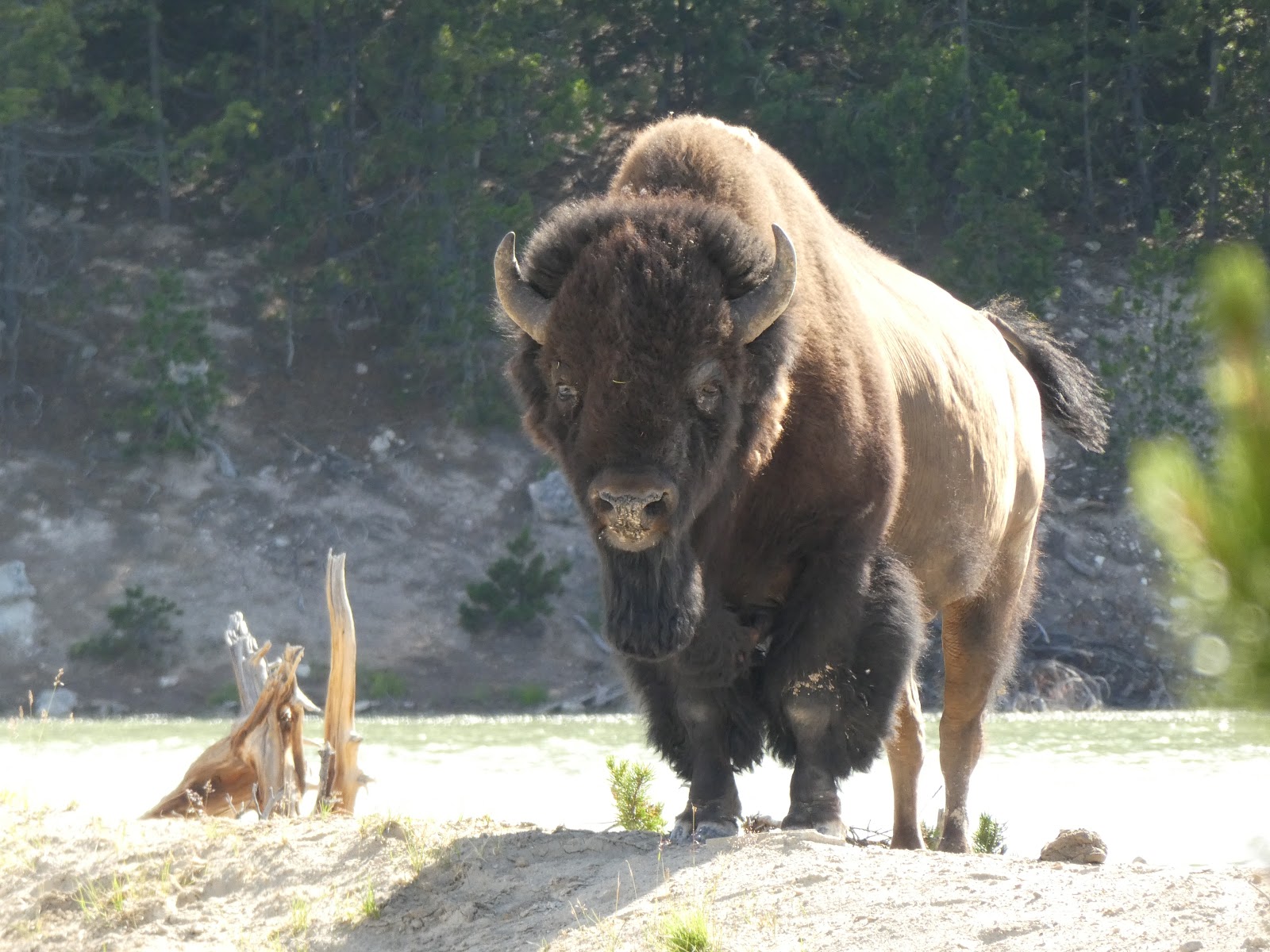 An Awesome Day at Yellowstone
