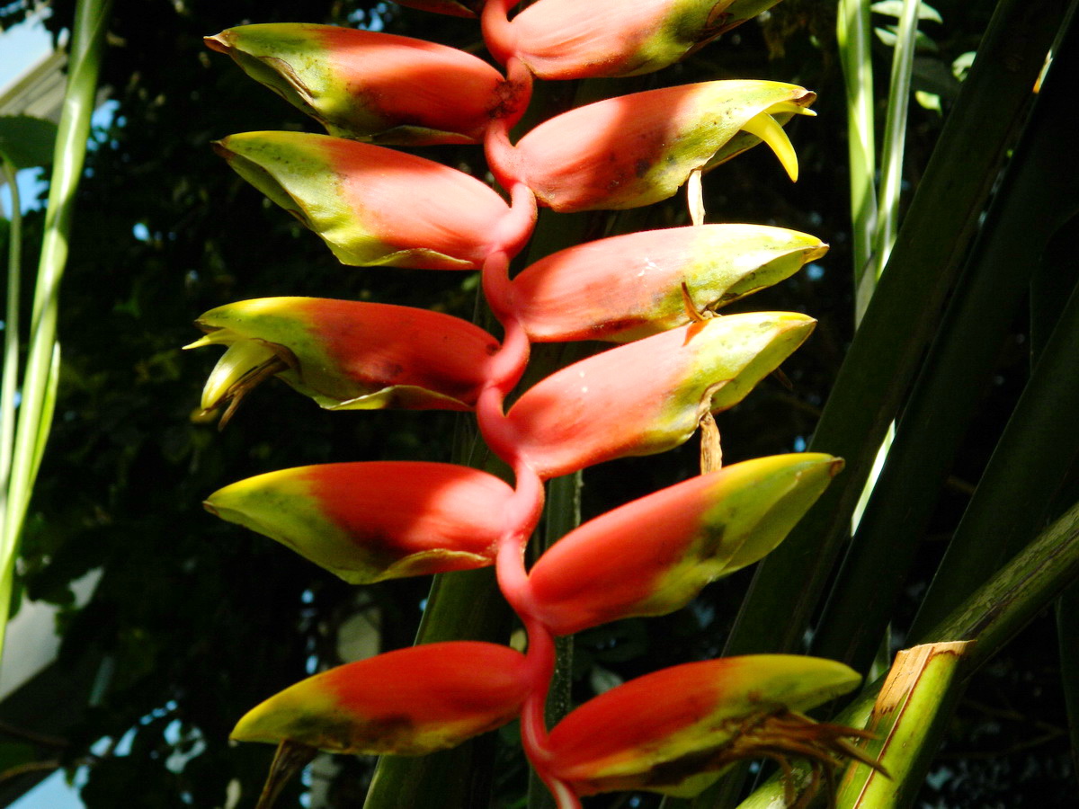 LA MULTI ANI, ROMANIA!: Flori exotice bicolore (rosu, galben)