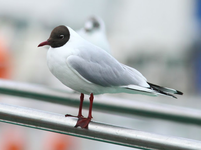 Birding Is Fun!: GULLS OF SPAIN - GAVIOTAS DE ESPAÑA