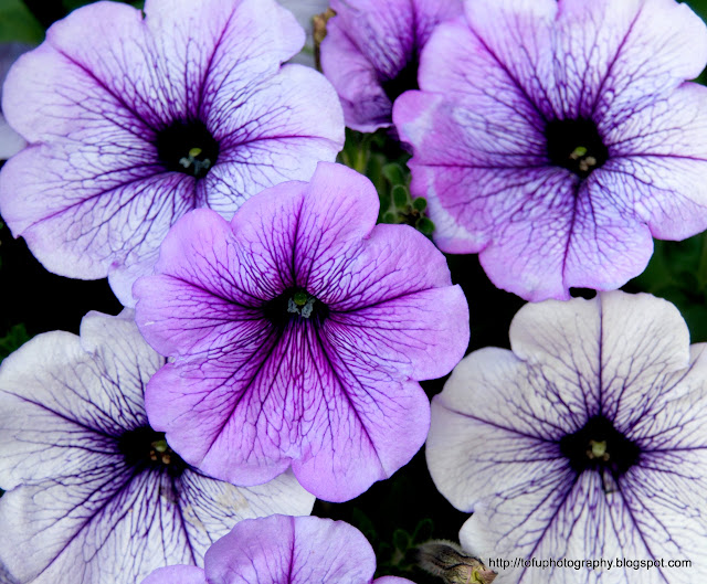 Tofu Photography: Pretty mauve flowers