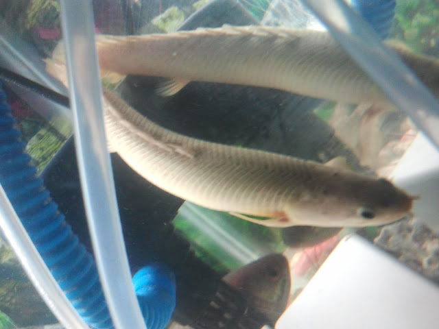 hardy boy: Ikan Pelik - DRAGON FISH