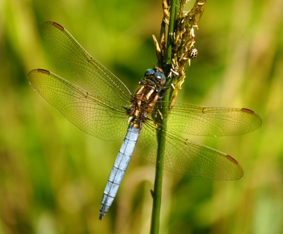 Aves en Gozón: Los colores de las libélulas: azul (Orthetrum coerulescens)