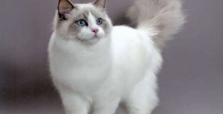 Cuidados del gato Ragdoll - Ecomundo