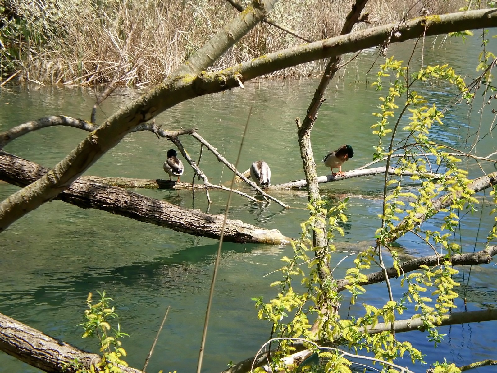 NATURA VIVA: L'ESTANY DE BANYOLES