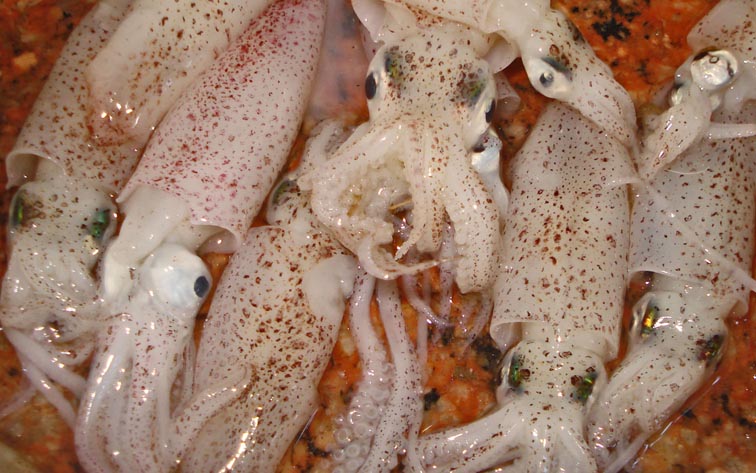 Experiencias culinarias: CALAMARETIS, DEDICADO A FEDERICO WIEMEYER