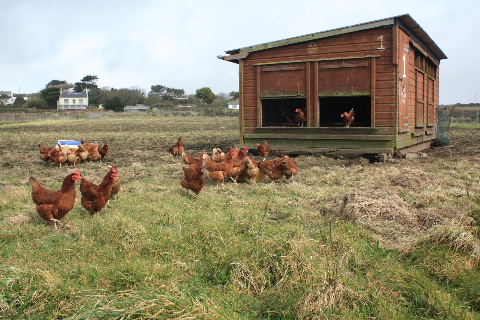 Bosavern Community Farm: Moving the chickens.