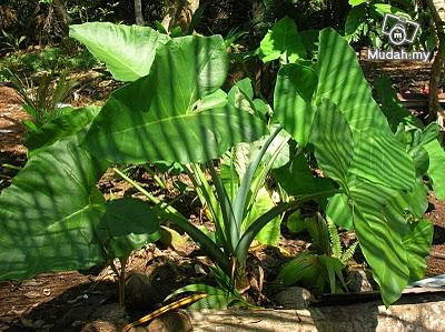 Tarikan pokok keladi ~ seribupilihan