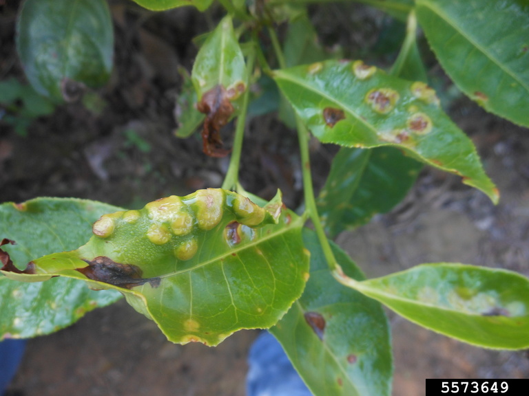 Plant Pathologist's Diary: Practical 6: Higher Fungi - Taxanomy and ...