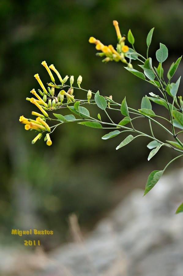 Naturaleza y Fotografía en Motril: Gandul (Nicotiana glauca)