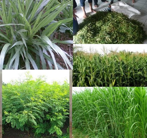 Jenis Bahan Pakan Ternak, Kandungan Nutrisi dan Cara Pemanfaatannya ...