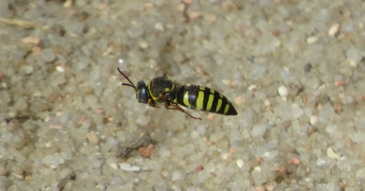 Bug Eric: The Sticky Truths About Claims of Disappearing Insects