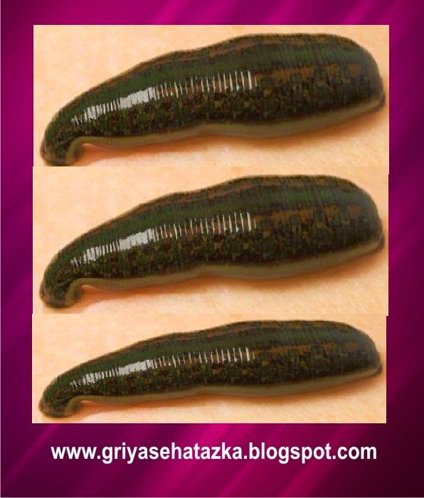 JUAL LINTAH HIDUP MURAH SURABAYA | agen | grosir | asli ~ Pusat Jual ...