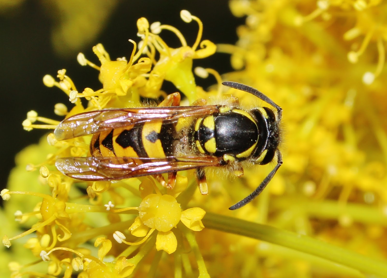 Biodiversity of Cyprus by NGO Protection of the Natural Heritage and ...