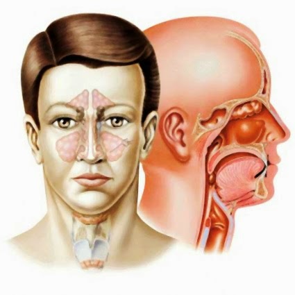 Sinusite Aguda: O que é, Cuidados necessários e Tratamento caseiro ...