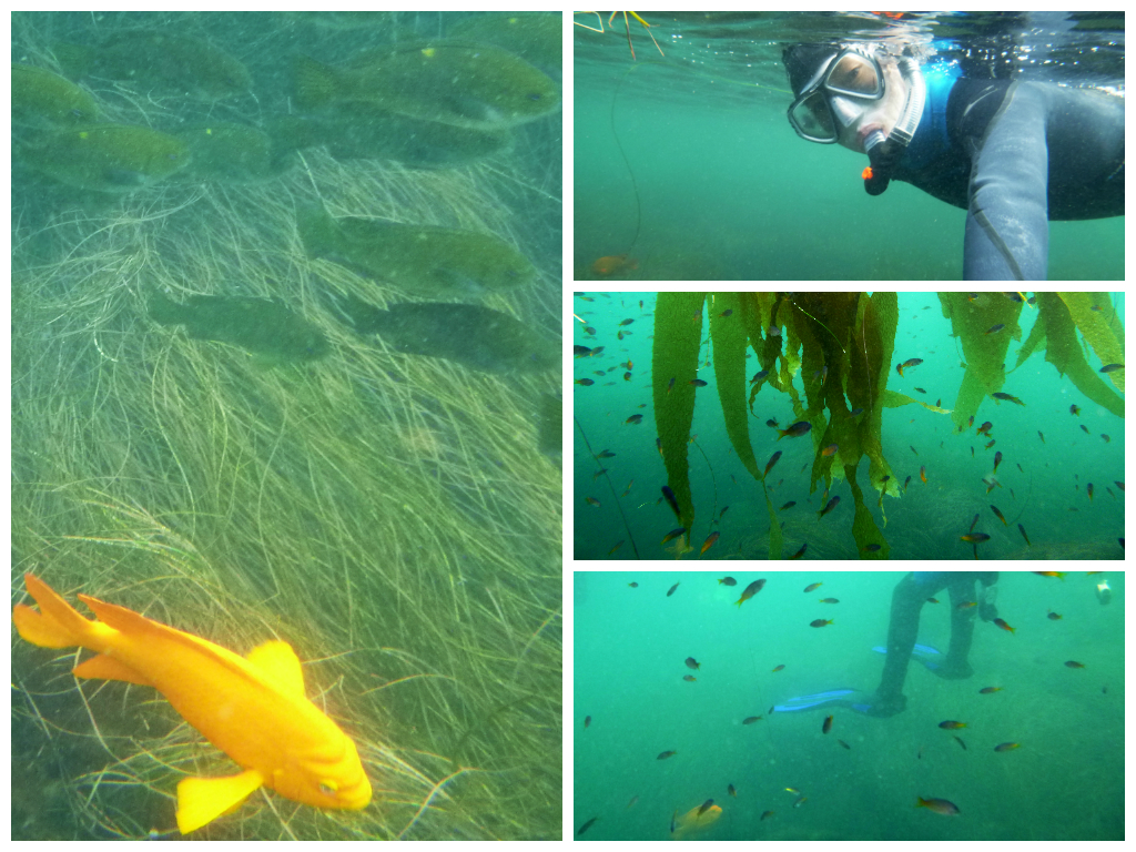 The Joys of Simple Life: Swimming With The Fishes in San Diego