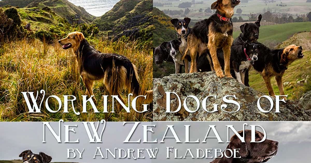 The Receptionist: Inspiration! Working Dogs of New Zealand Photo Series