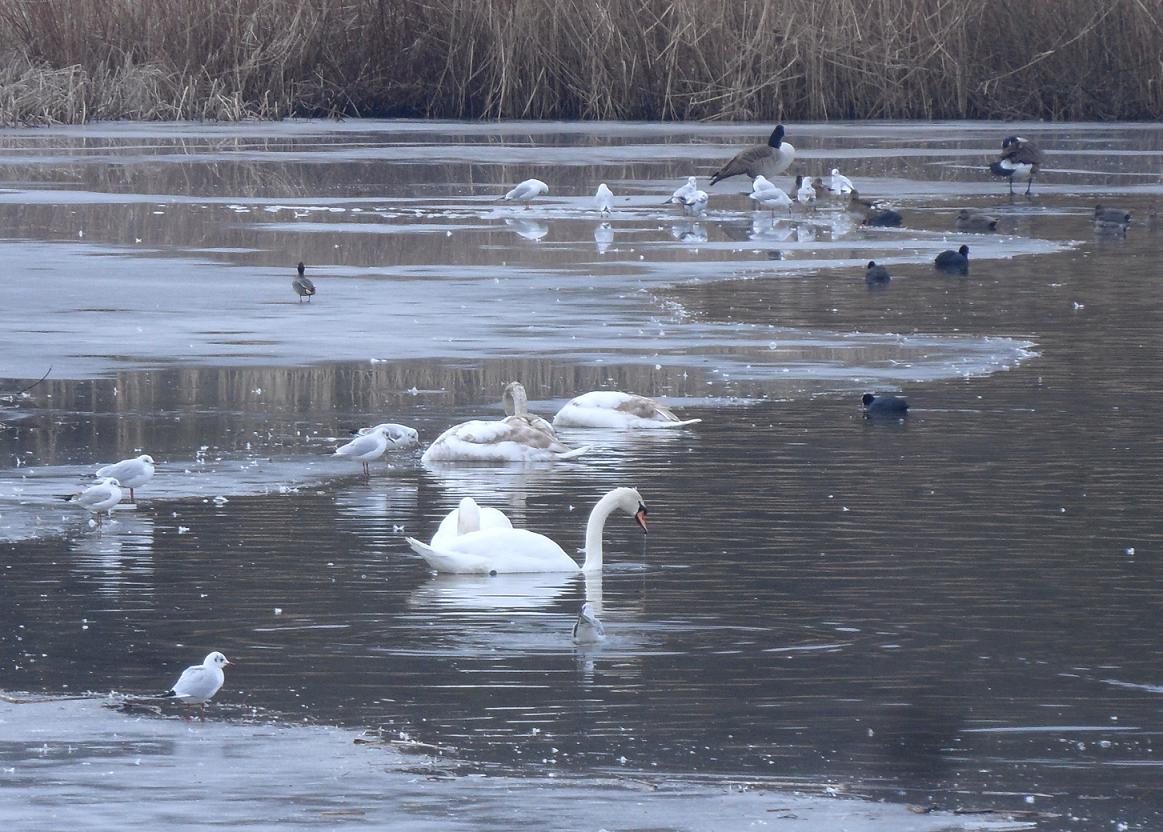 Dannysbirds: Rodley Nature Reserve