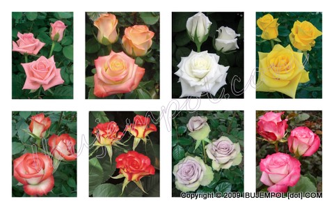 Tema : Tumbuh-tumbuhan ( Bunga ): Jenis-jenis bunga