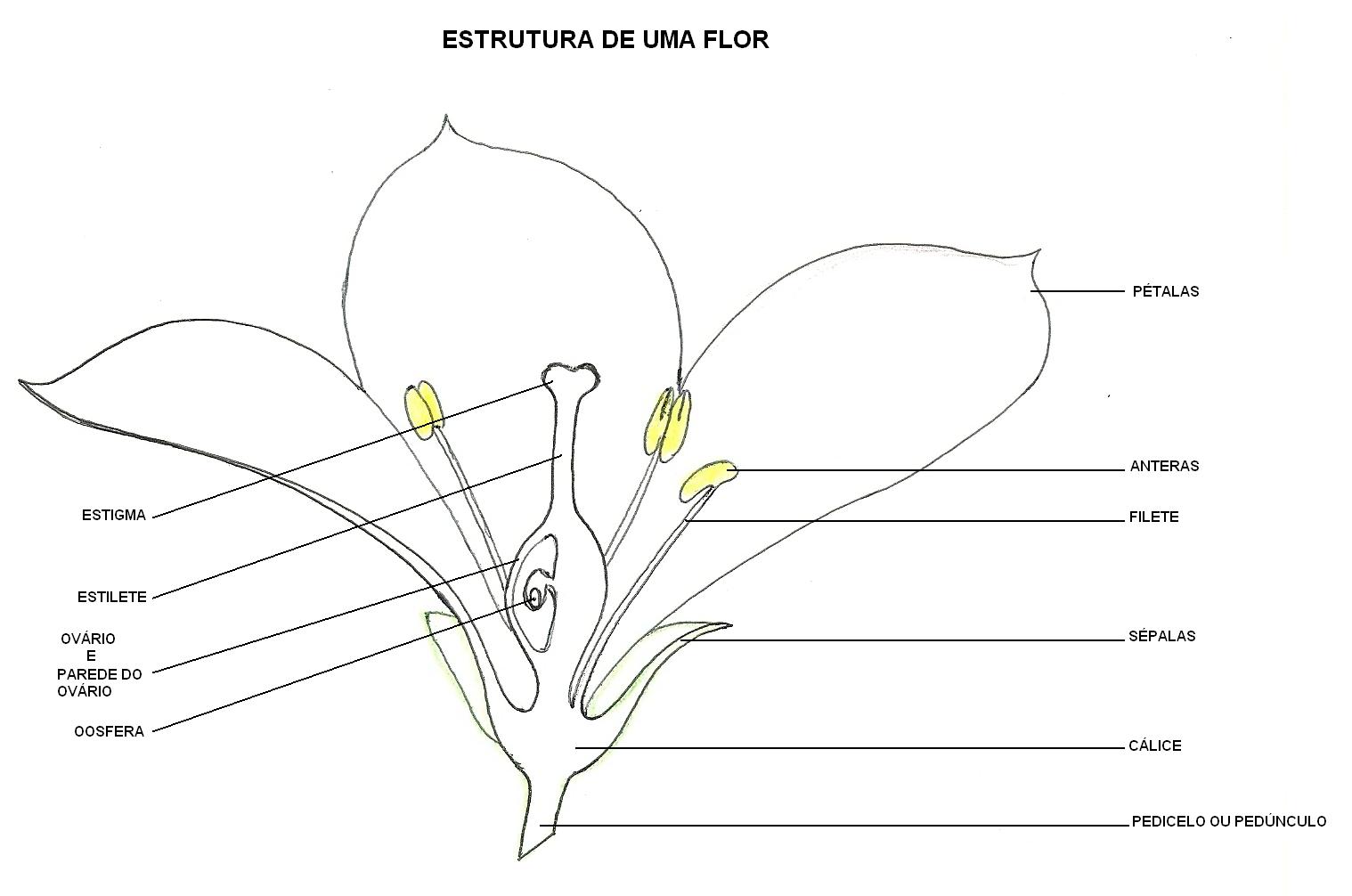 descobrindo a ciência: Angiosperma