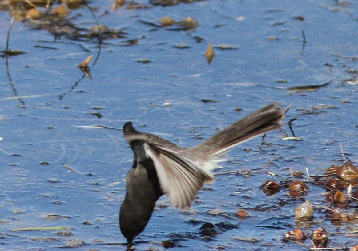 Jo's Morning Walk: Loggerhead Shrike Hunting, Osprey Fishing