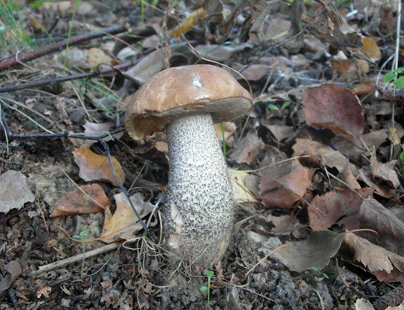 My style – my cooking – my everyday: Grzyby i jesień