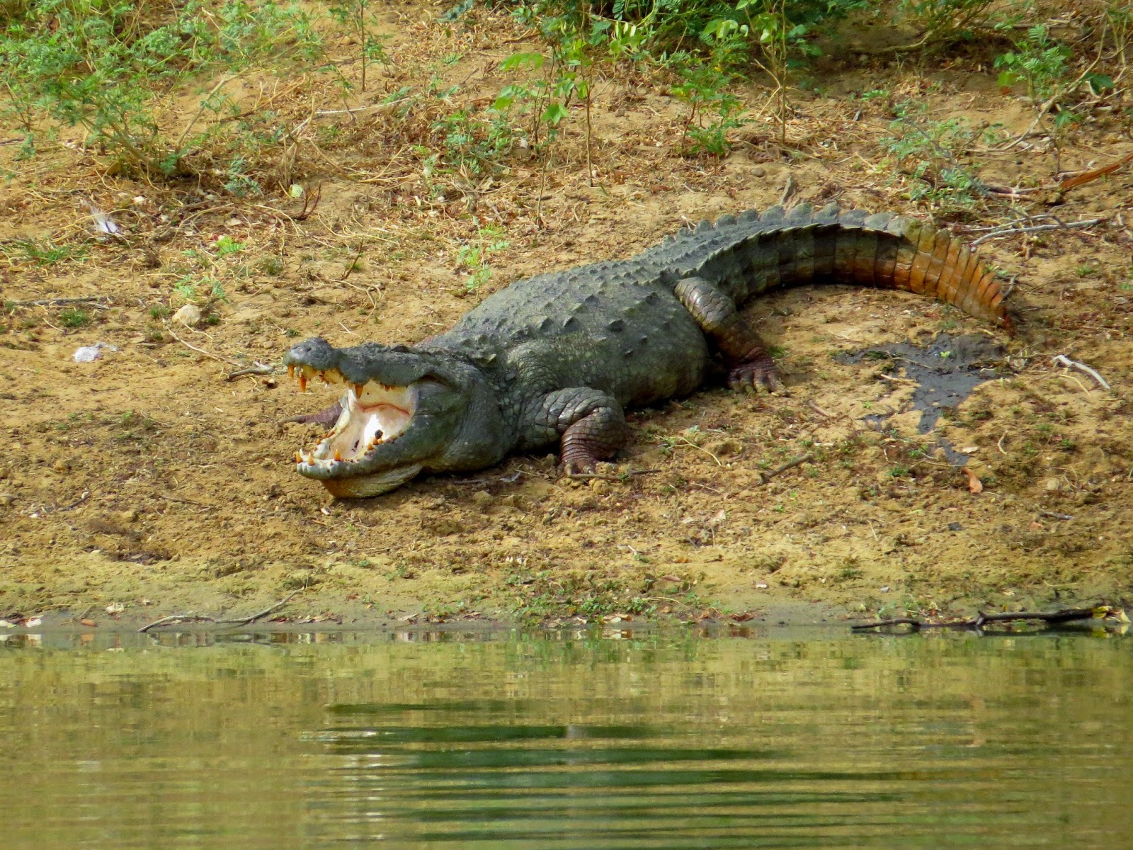 Safari Sri Lanka: Reptiles of Sri Lanka