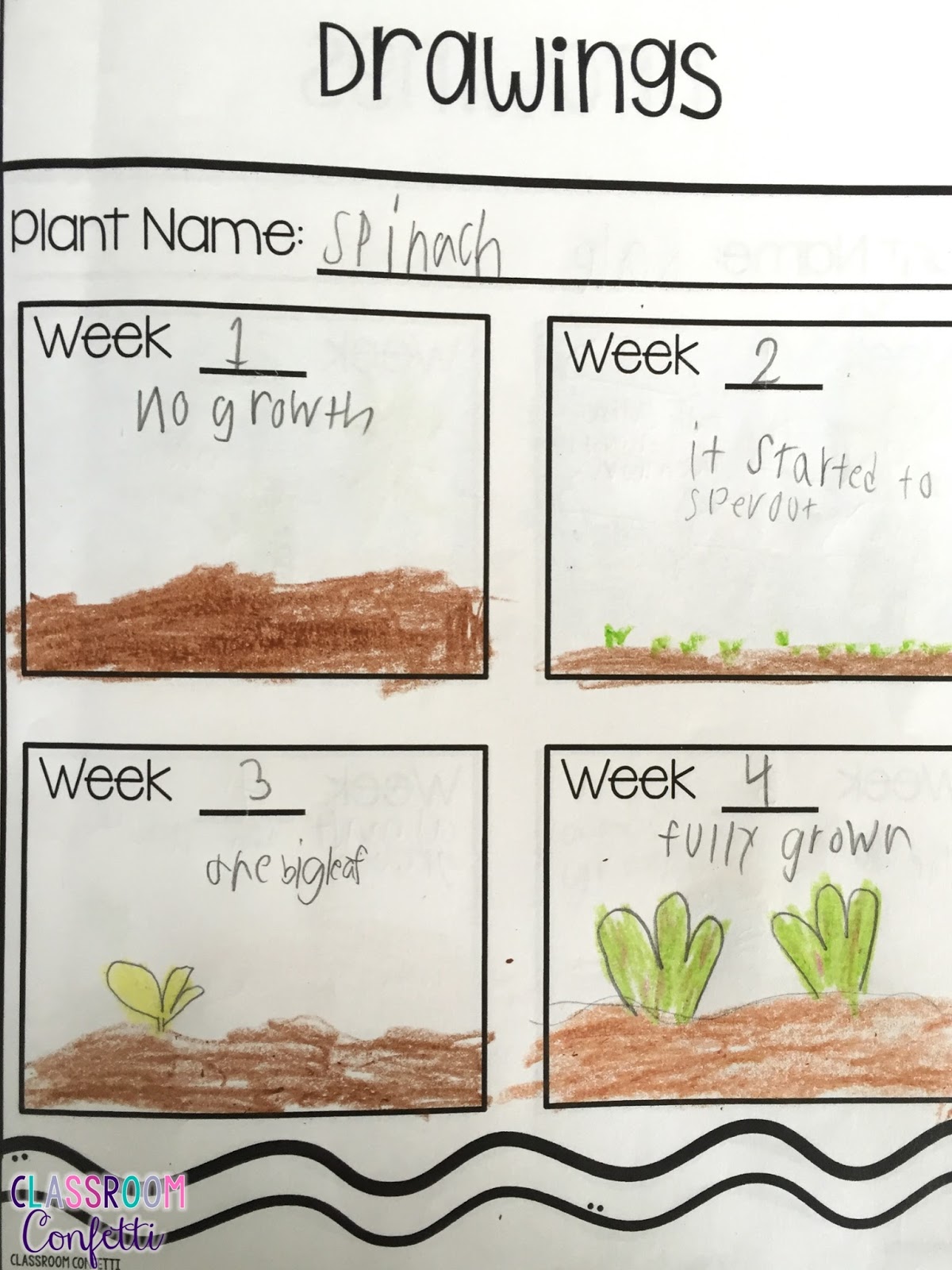 Davis Elementary School Garden: Getting Started in the Garden