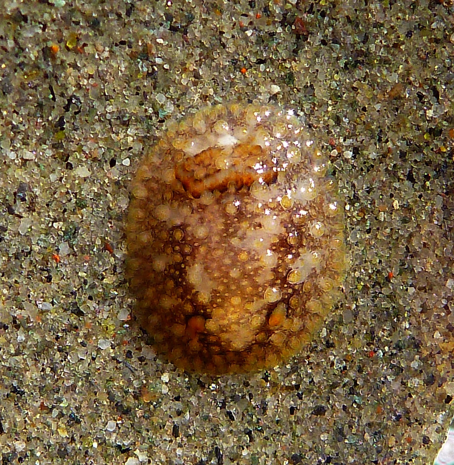 Buzz's Marine Life of Puget Sound: Sand Collar Season....or More Tiny ...