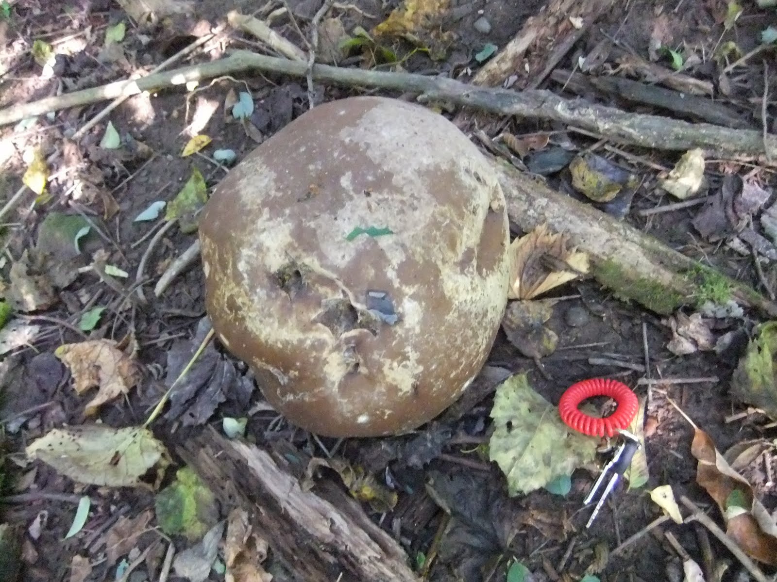 Pauline Persing Art, Writing,& Natural History: The Giant Puffball ...