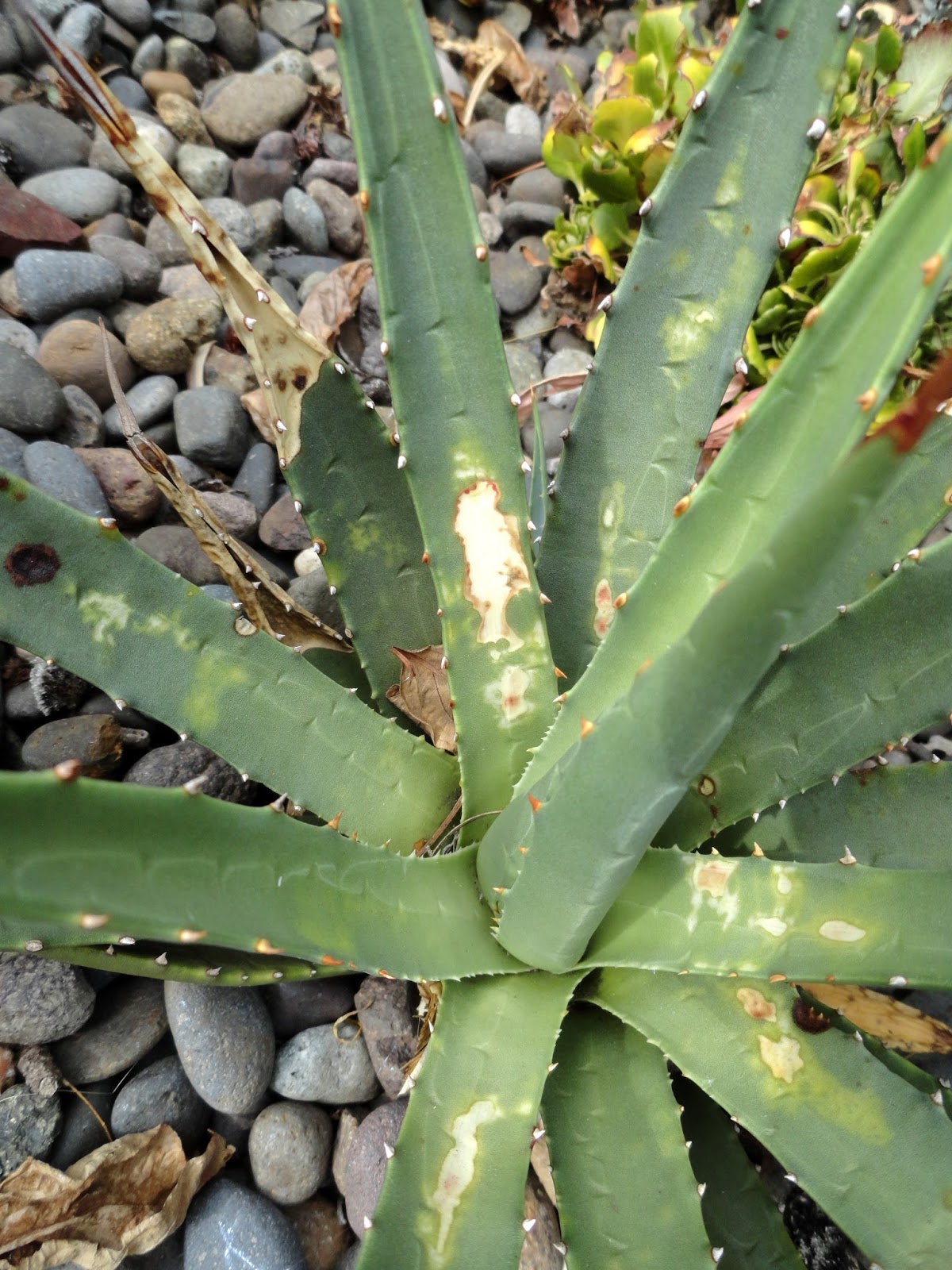 danger garden: Learn from my mistakes #20 Agave Edema (this one hurts)...