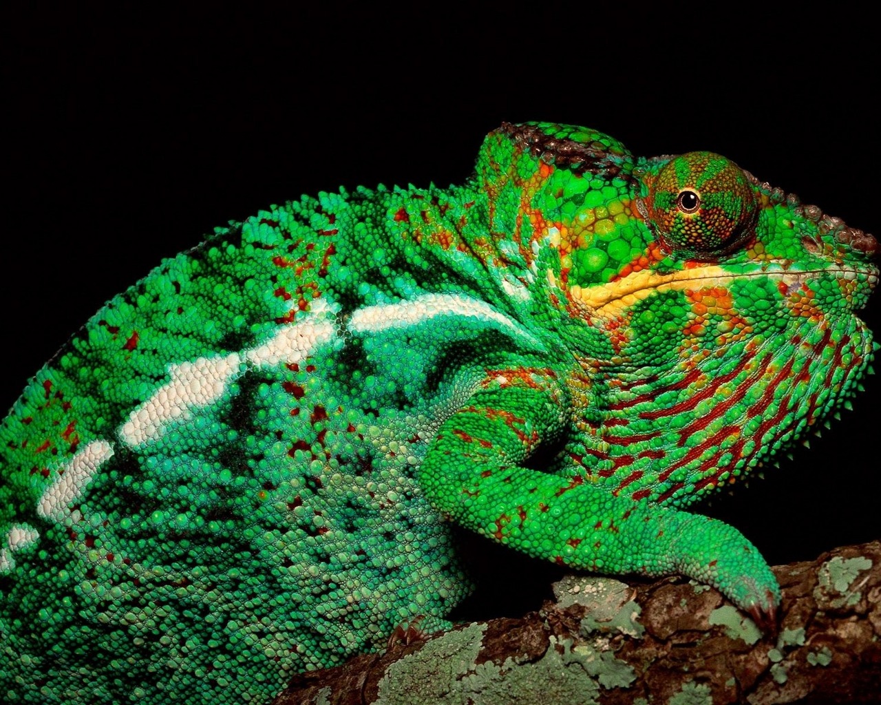 Animals Wallpapers 1280×1024 Resolution
