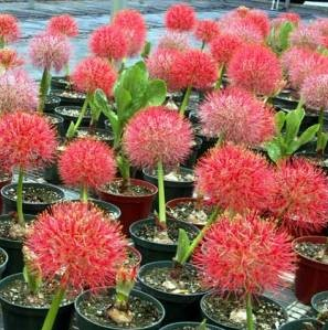 tokobungakarangan: Bunga Desember, Mekarnya Tidak Membuat Desember Kelabu