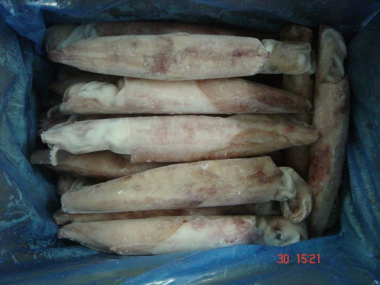 Exportación de Pota: La riqueza de nuestro mar: Introducción y ...