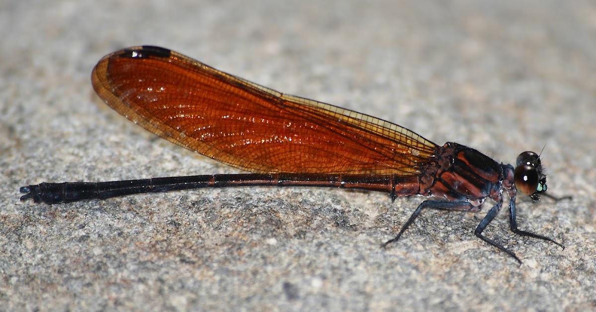 Dragonflies and Darmselfies of Sumbawa: Euphaea lara (Kruger, 1898)