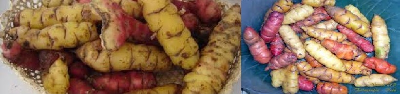 LA OCA SUS PROPIEDADES Y BENEFICIOS : FRUTAS VERDURAS BENEFICIOS ...