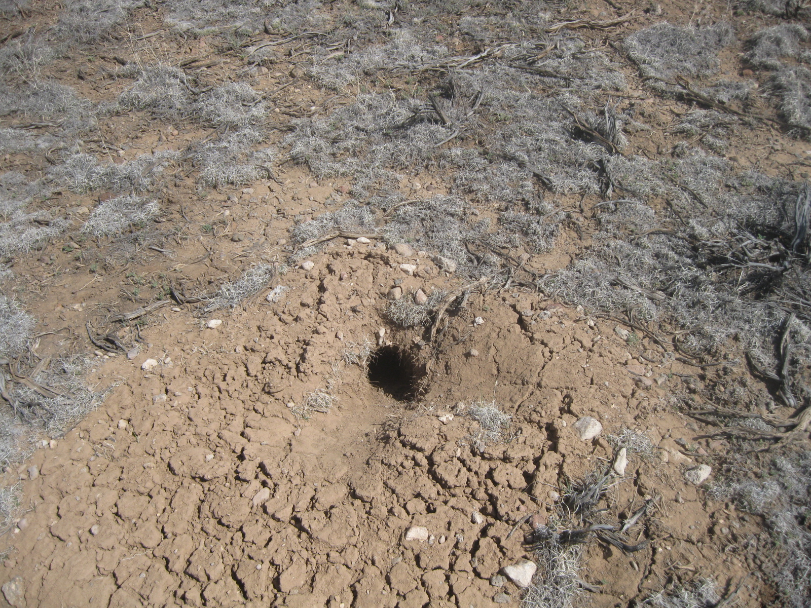 One Little Farm...striving to make a difference: Chicks, Prairie dogs ...